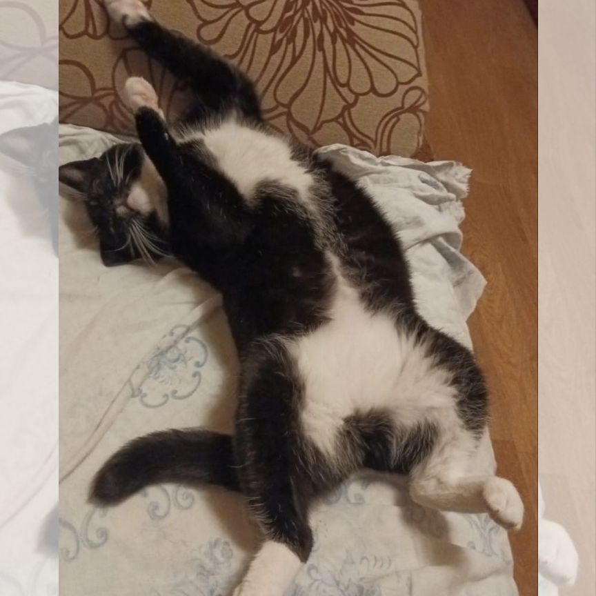 Кошки в добрые руки бесплатно