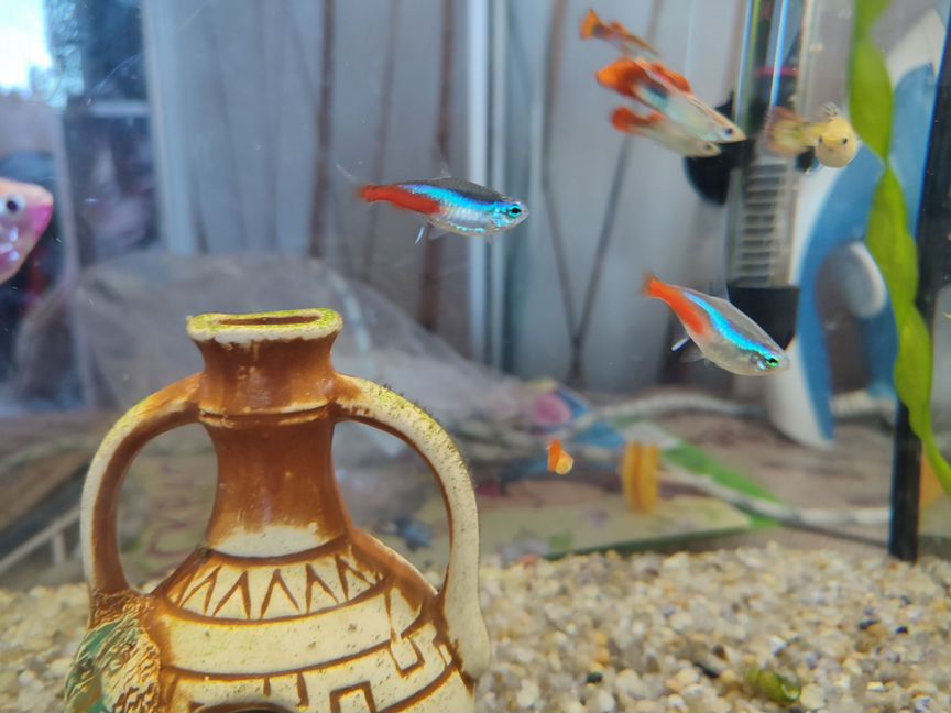 Аквариумные рыбки