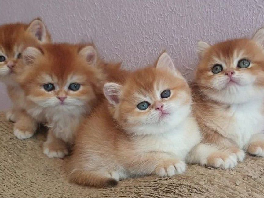 Шиншилловые плюшки-золотушки