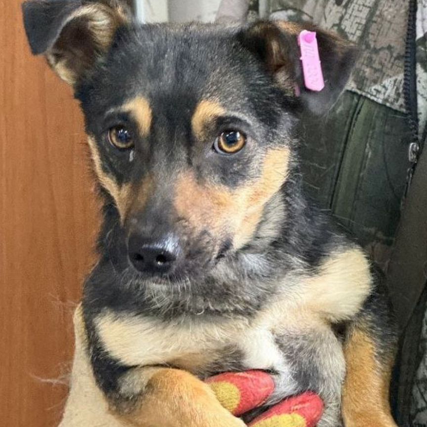 Взрослая собака в добрые руки