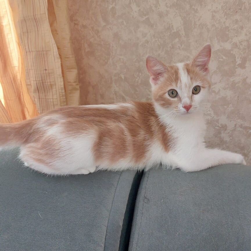 Чудесный котёнок ищет свой дом