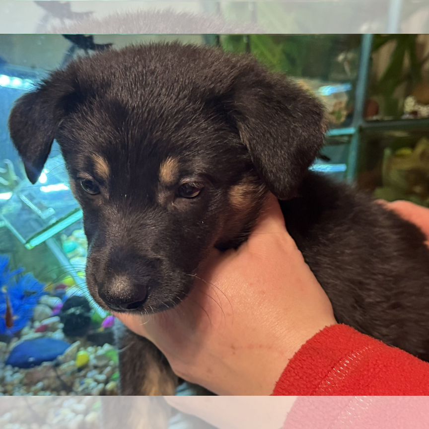 Восточноевропейская овчарка, щенок