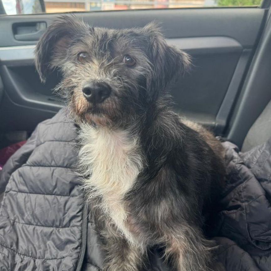 Небольшая собачка Счастье 8 кг