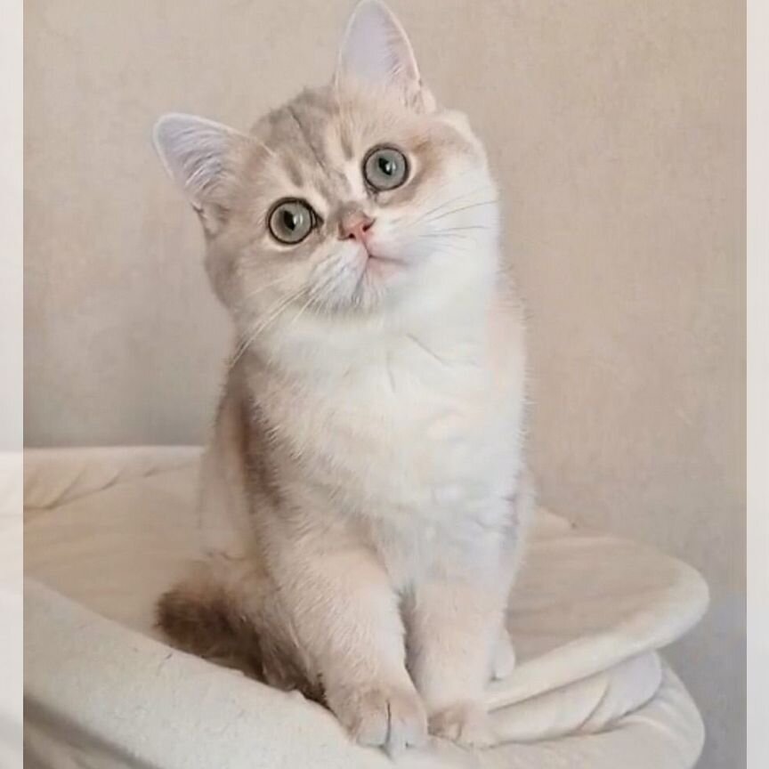 Британская девочка ау12