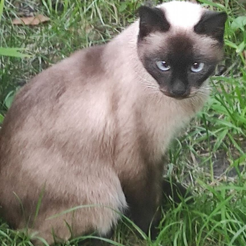 Кошки