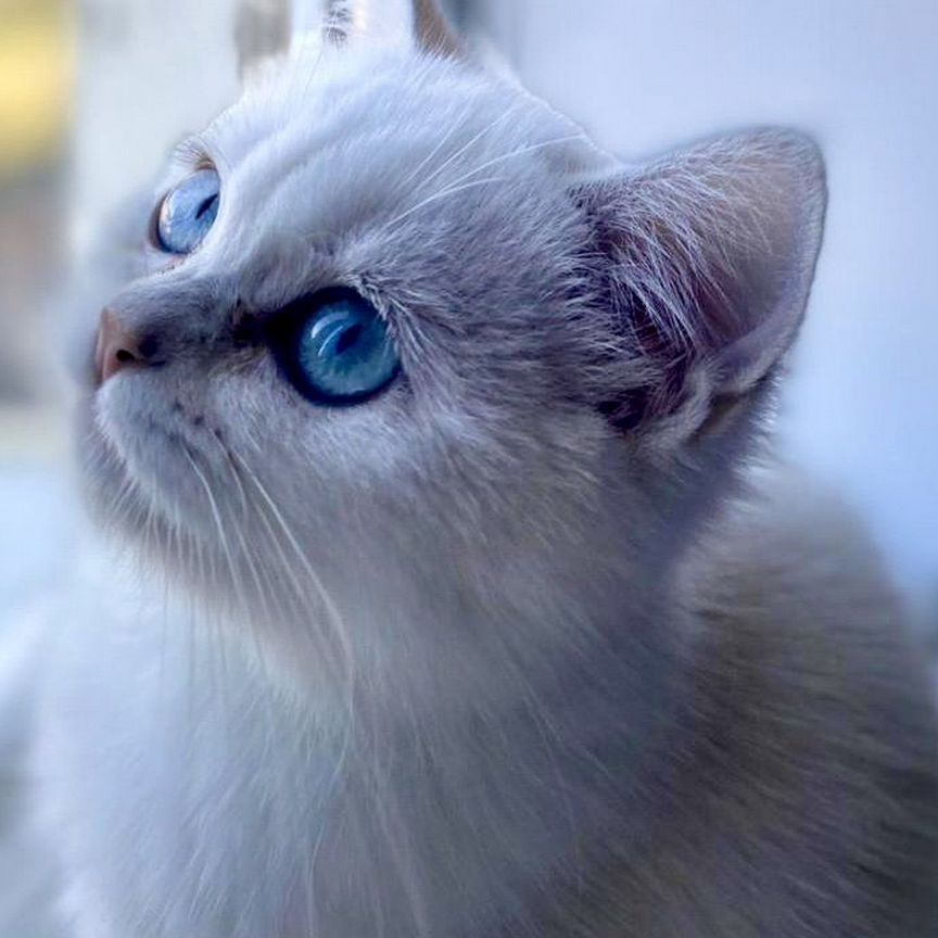 Шикарная британская малышка