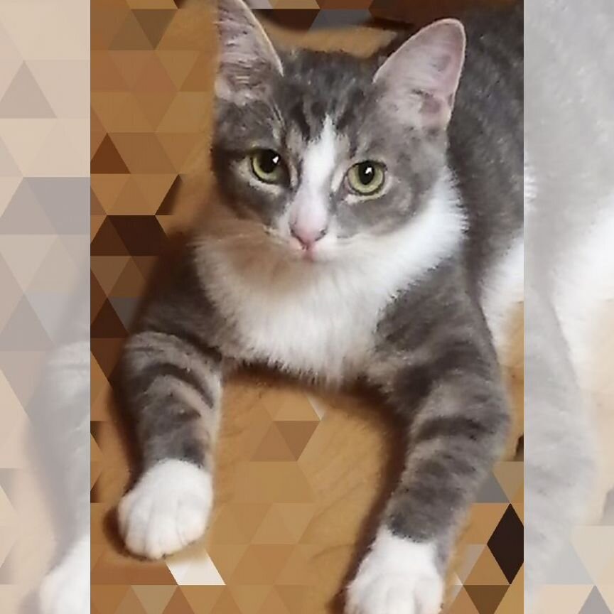 Кошечка в добрые руки бесплатно