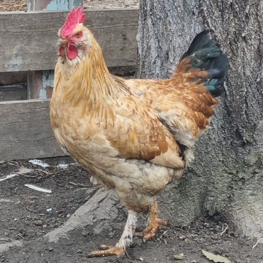 Петухи, обмен