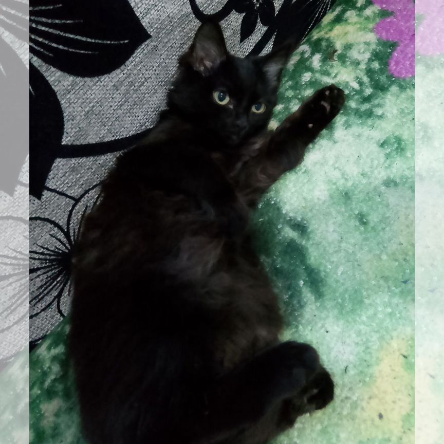 Найдена черная кошка