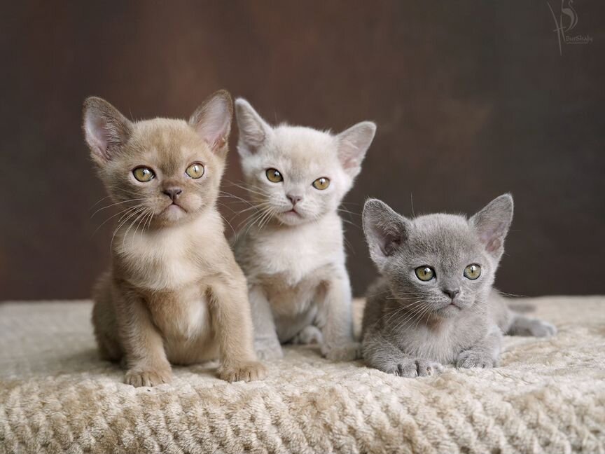 Европейская Бурма Котята