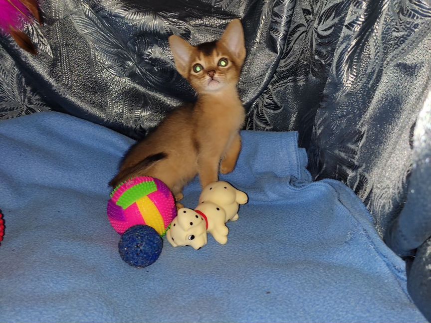 Абиссины - не шотландцы