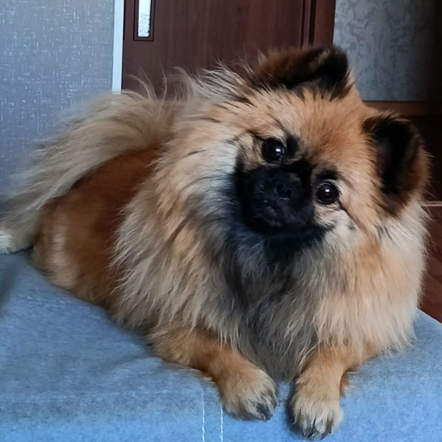 Вязка шпикинес (шпиц+пикинес)