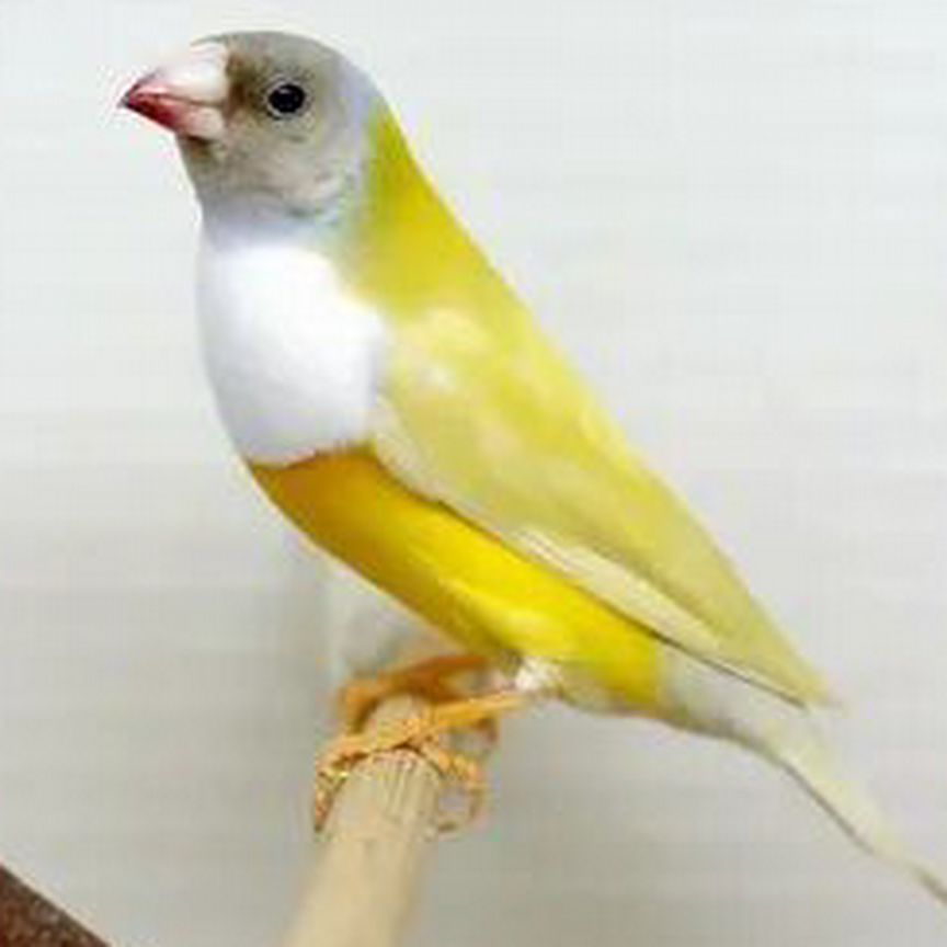 Амадины гульда, японские амадины