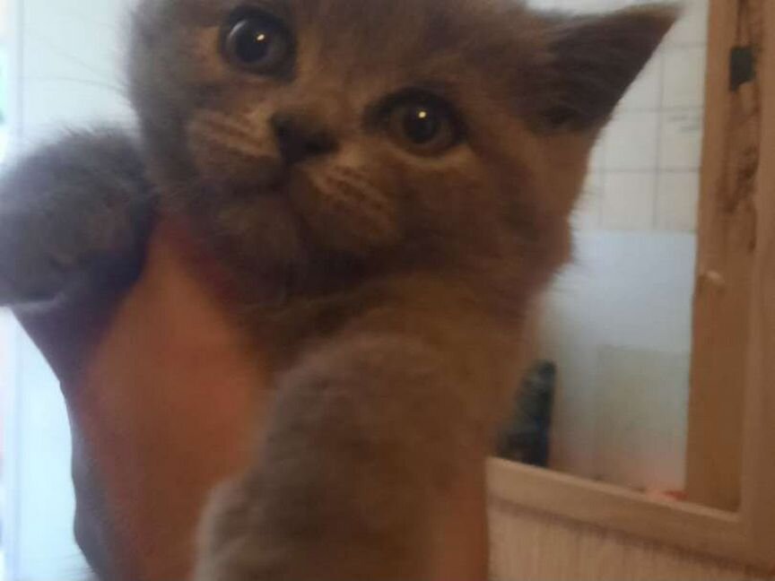 Британская