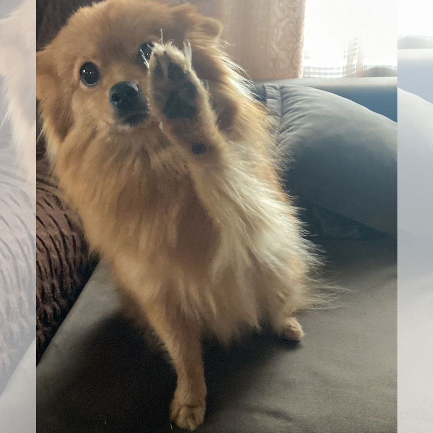 Померанский шпиц тип лисичка