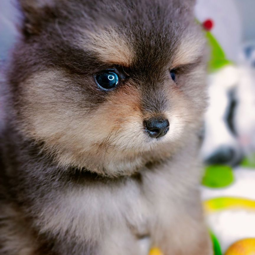 Неповторимый медведь (шпиц)с документами