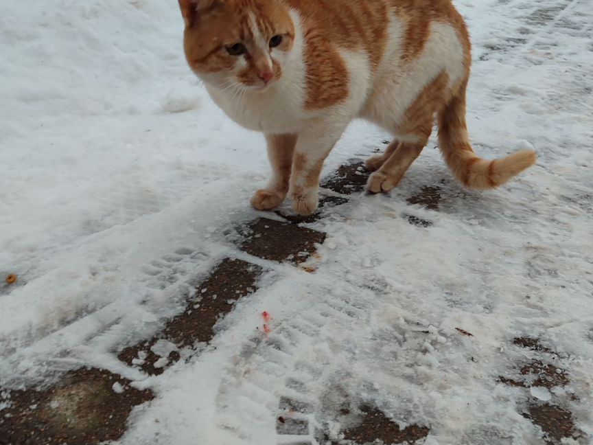 Очень ласковый котик с улицы в добрые руки