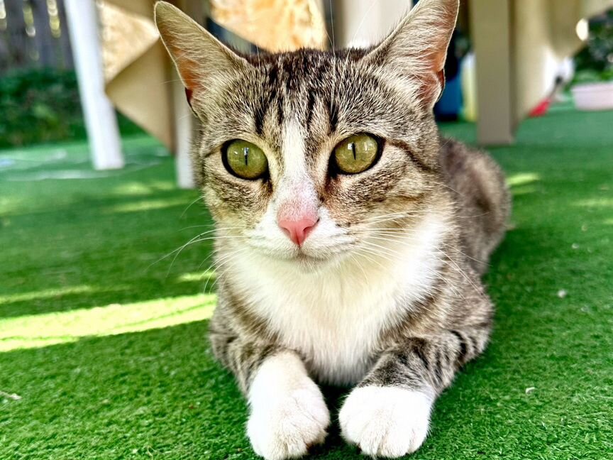 Красавица в добрые руки