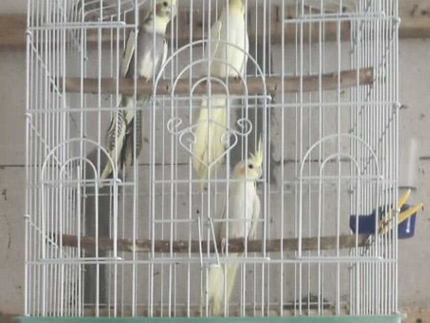 Продам волнистых попугайчиков и корелл