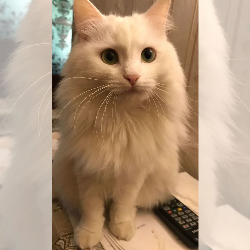 Взрослая кошка в добрые руки