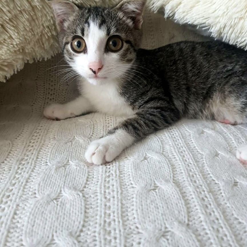 Котенок эльф в добрые ручки