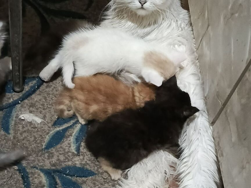 Шотландская кошка