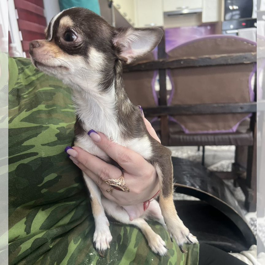 Чихуахуа, взрослая собака