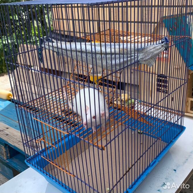 Ручная крыса с клеткой