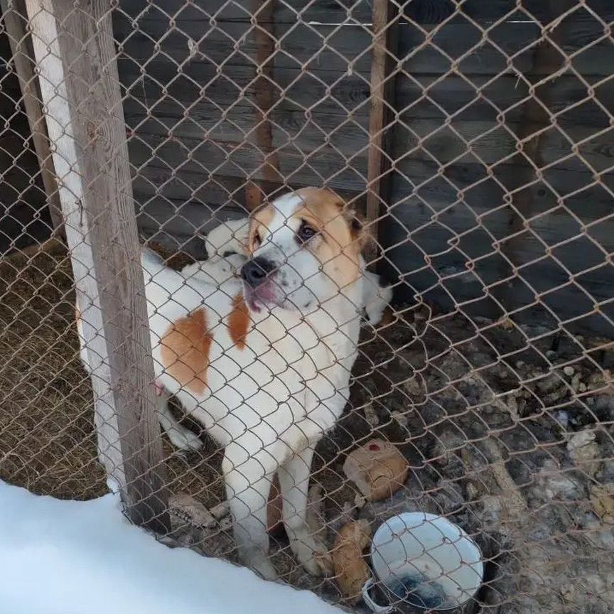 Среднеазиатская овчарка, взрослая собака