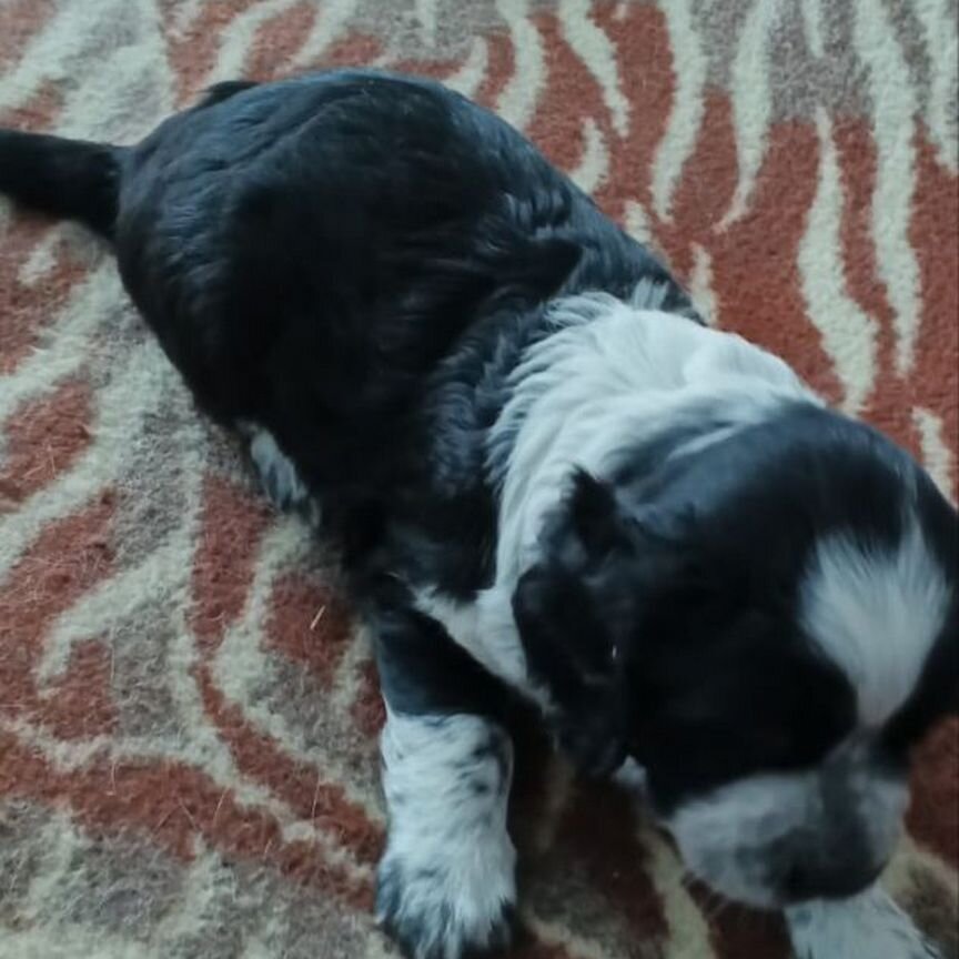 Щеночек (мама русский кокер, батя нет)