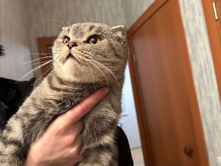 Вислоухая шотландская кошка