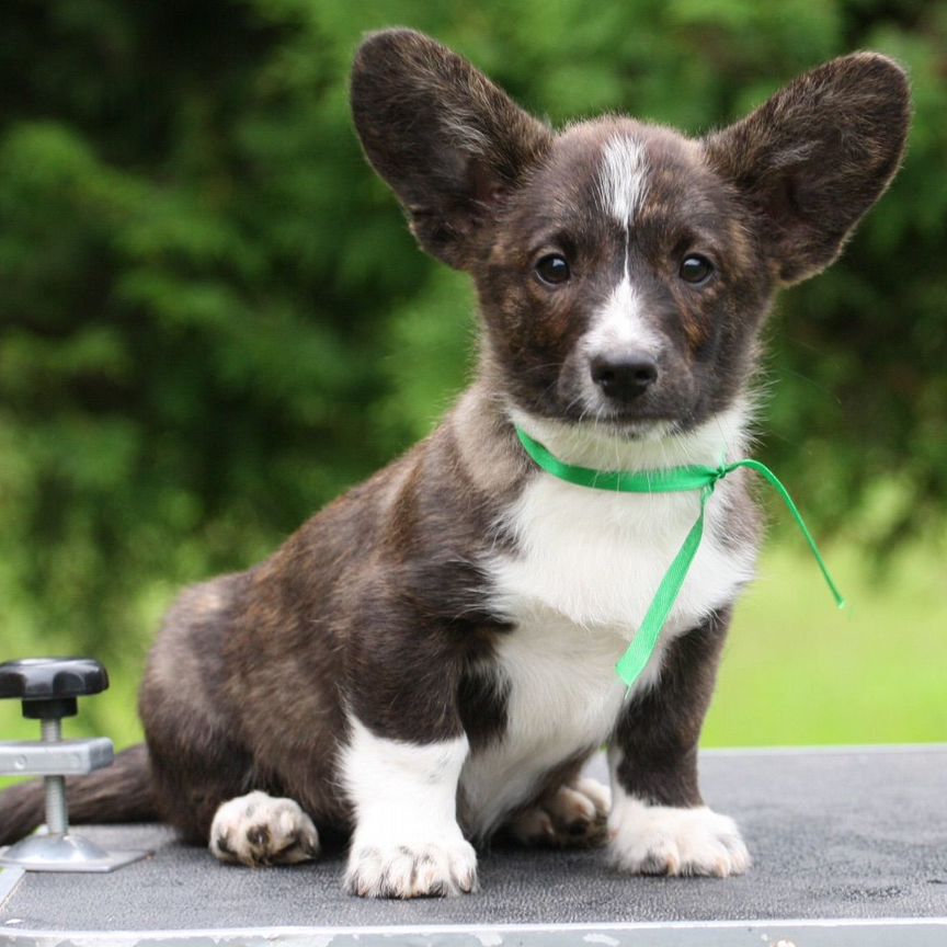 Щенки Вельш Корги Кардиган