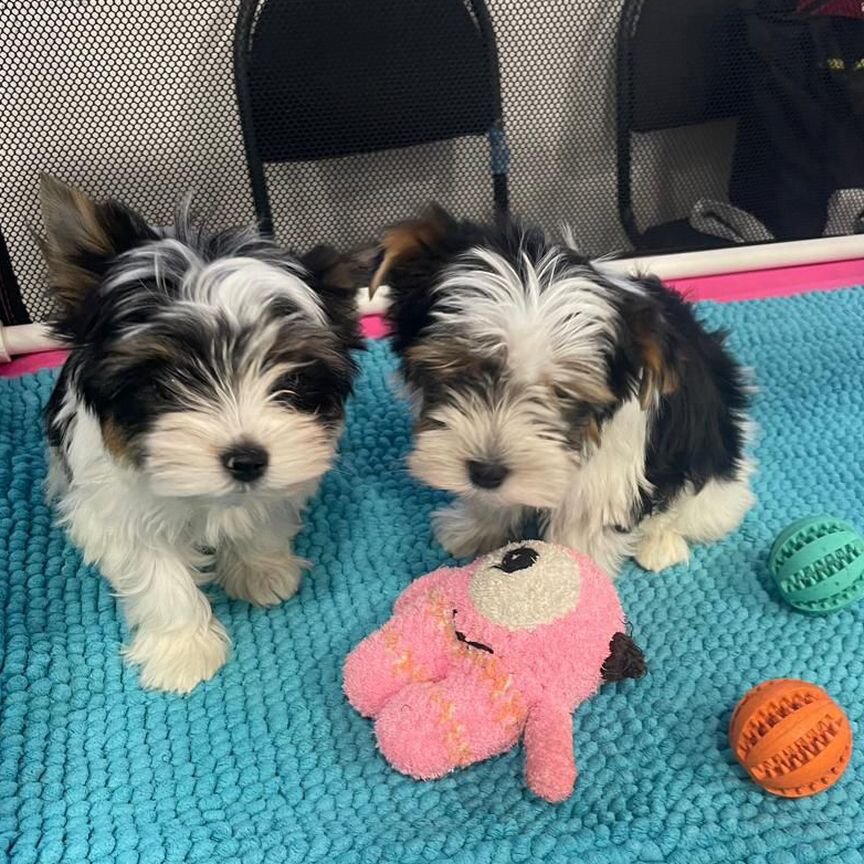 Бивер-йоркширский терьер, щенок