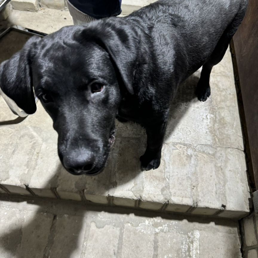 Лабрадор 6 месяцев