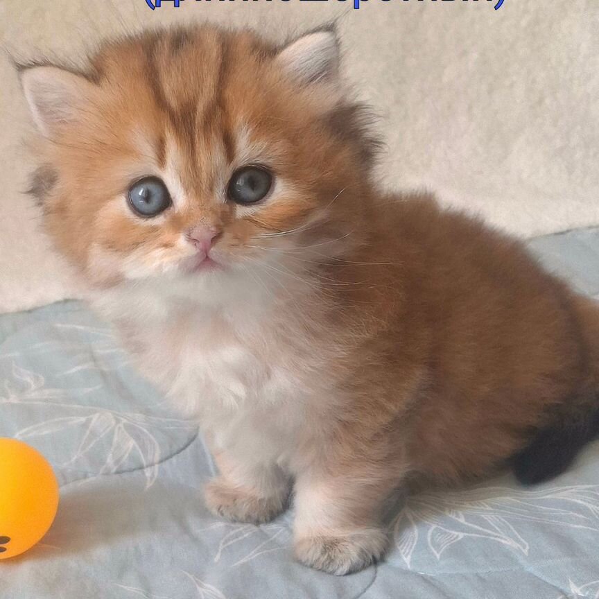 Шотландский прямоухий длинношёрстный котёнок