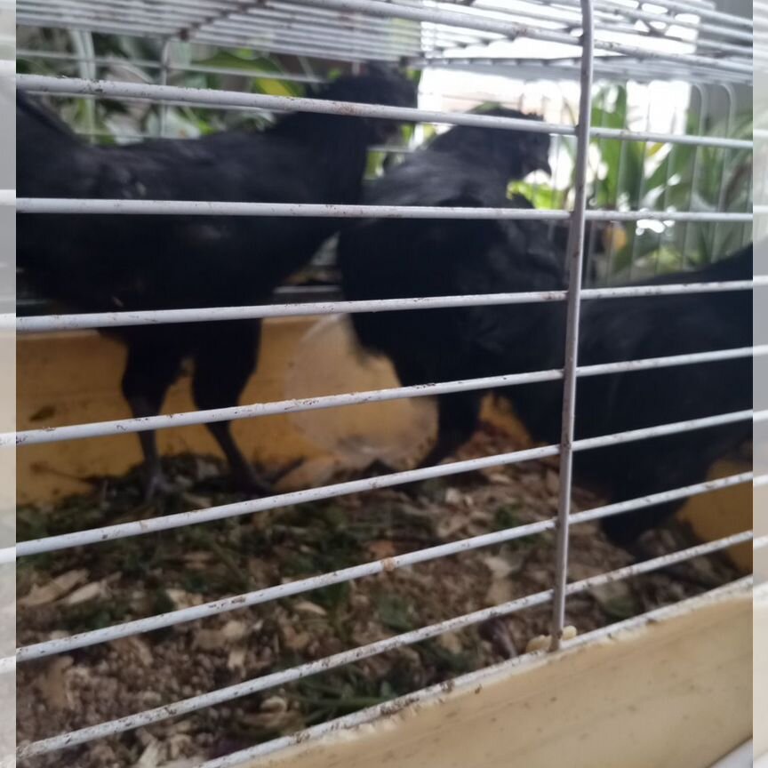 Куры ухейилюй