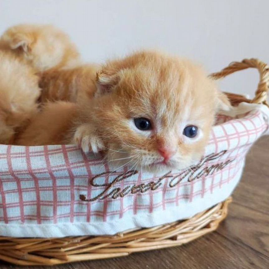 Шотландский вислоухий короткошёрстный котёнок