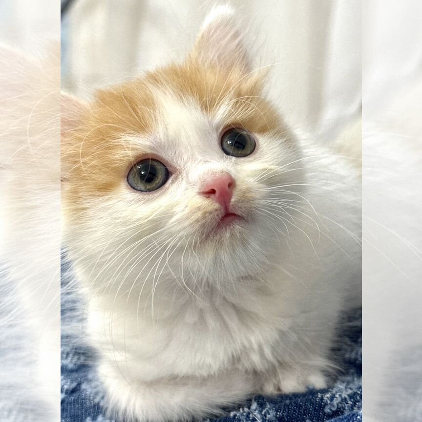 Котенок девочка в добрые руки