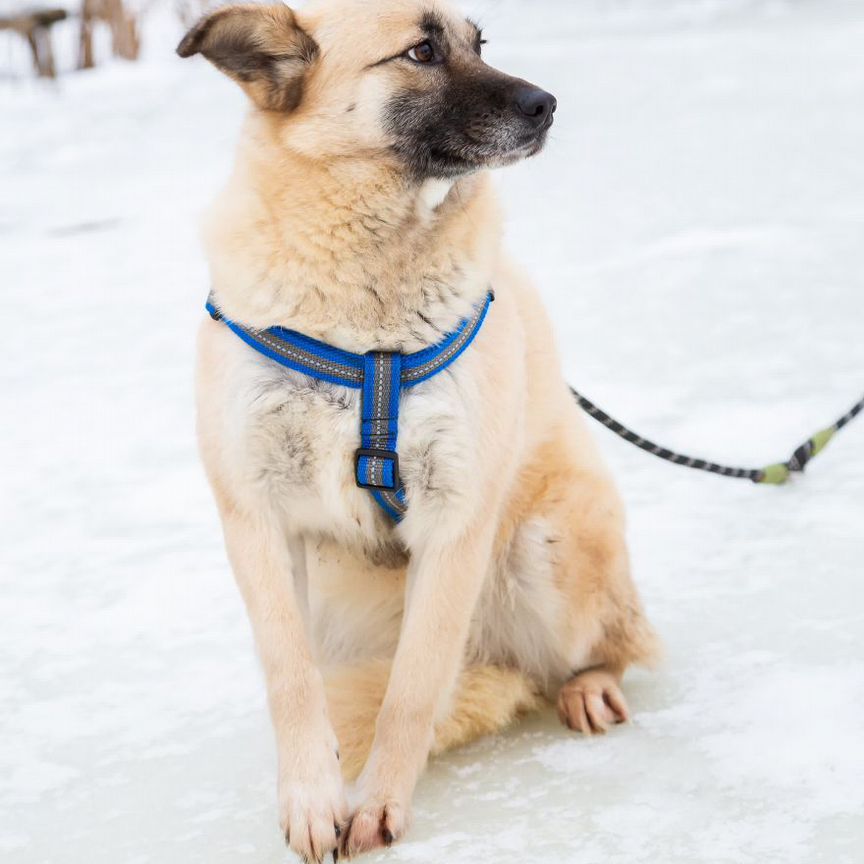 Собачка в добрые руки