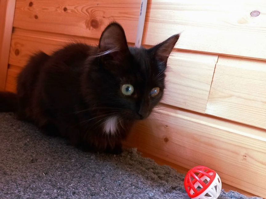 Отдам в добрые руки