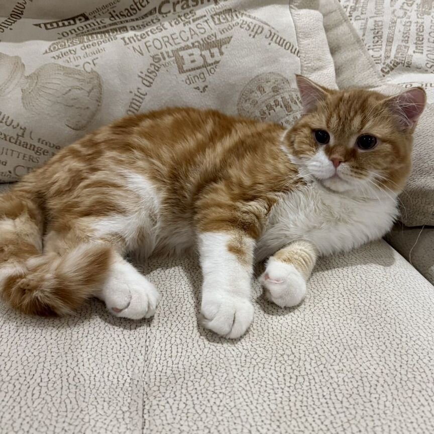 Британский котенок