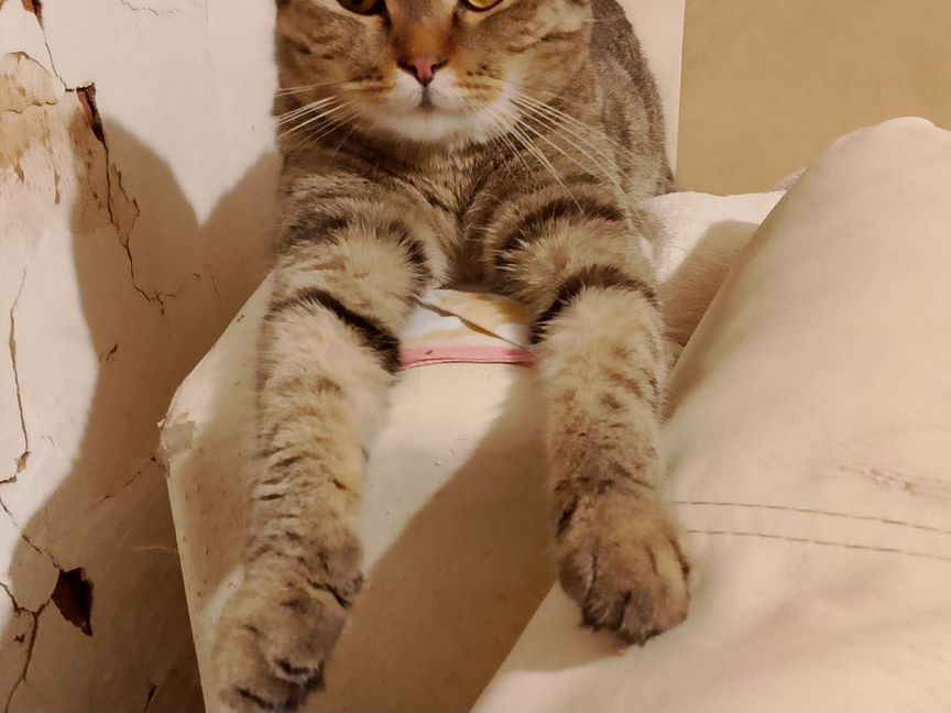 Шотландская