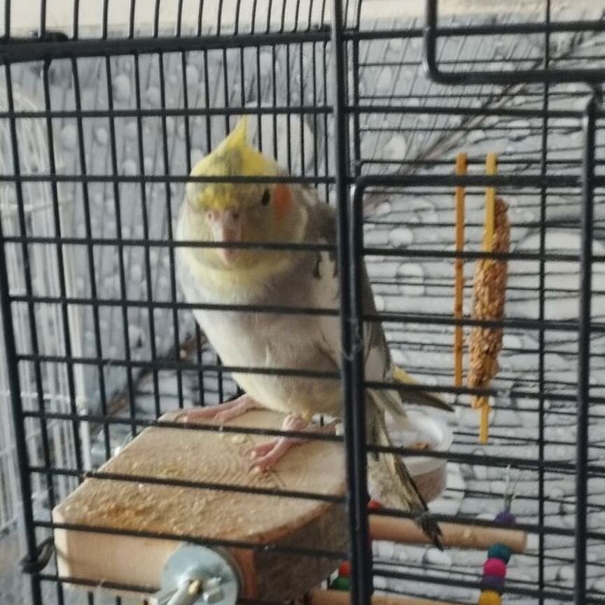 Забронирован Попугай корелла с клеткой