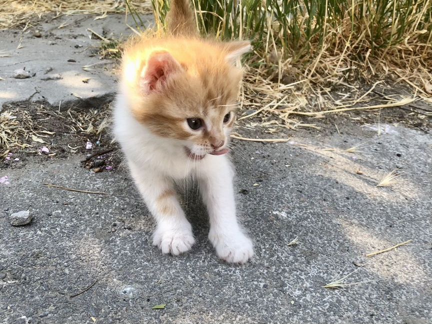 Котята в добрые руки даром