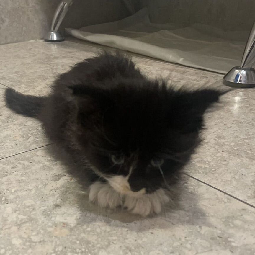 Мэйкун кошечка