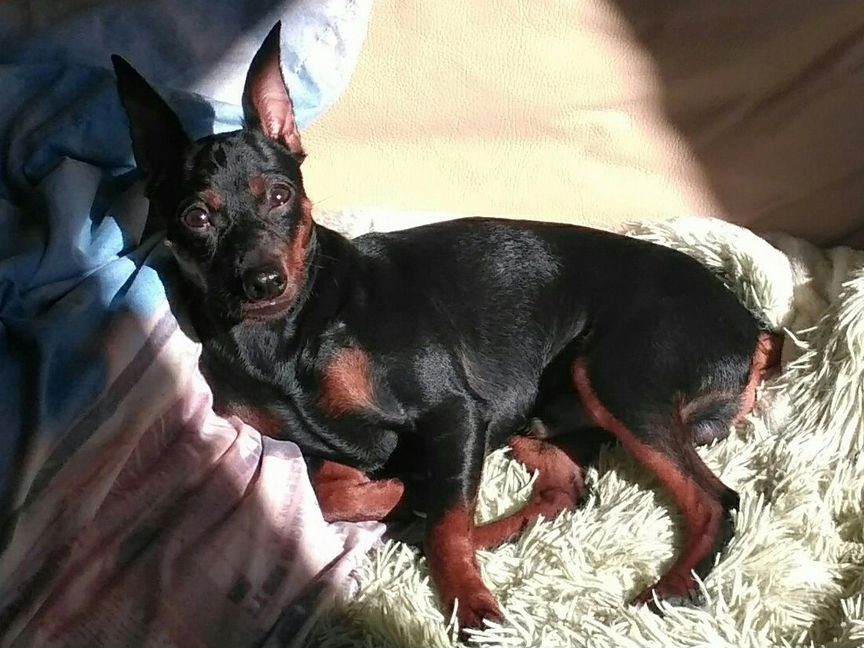 Вязка цвергпинчер