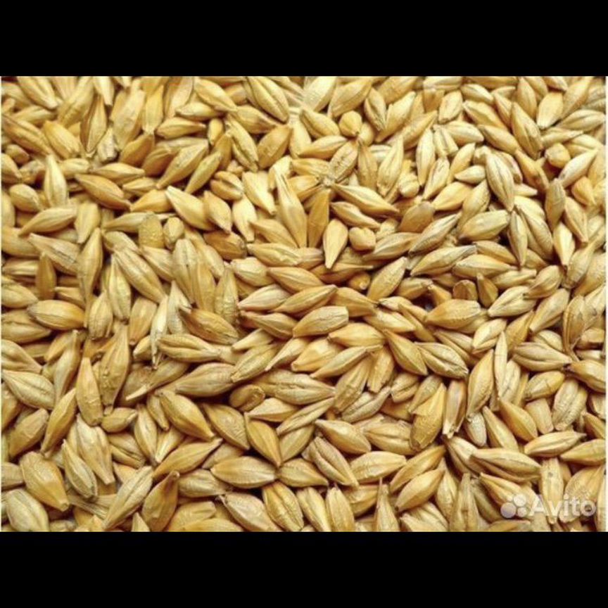 Зерно ячмень