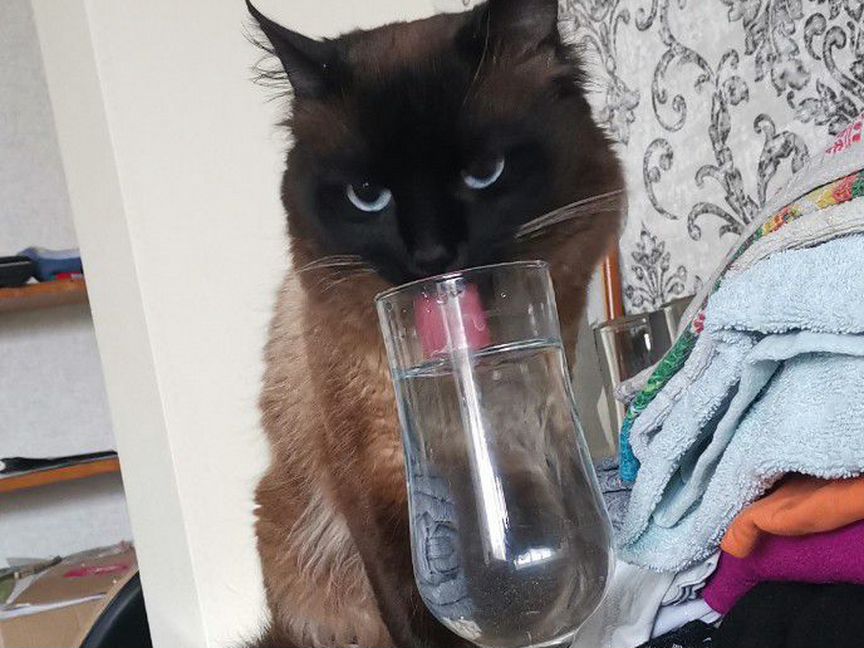 Кот вязка