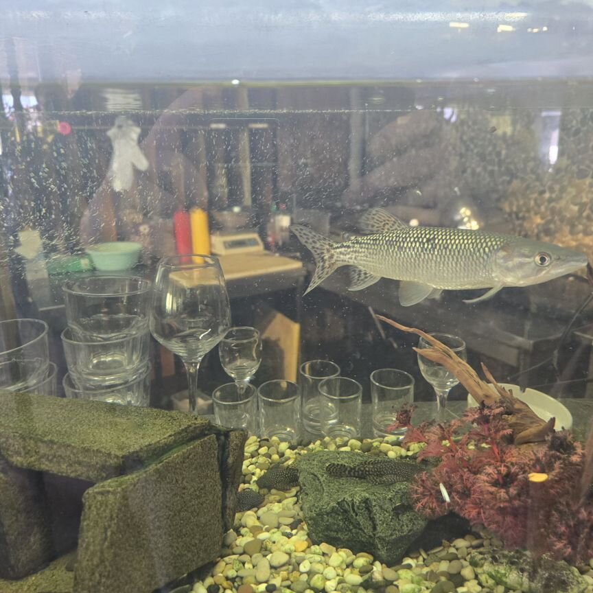 Аквариум с рыбками