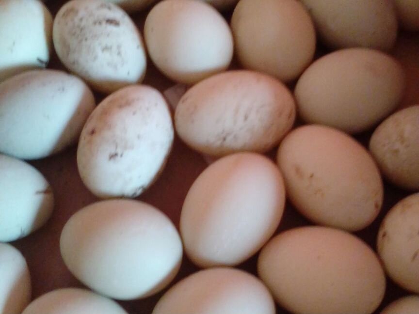 Продаються гусиные яйца на инкубацию
